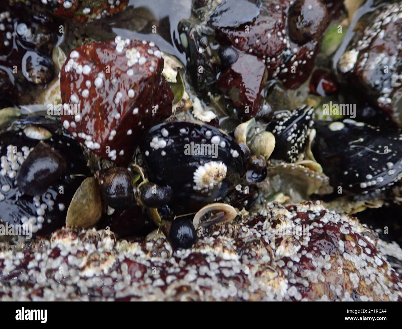 Blue Mussel (Mytilus edulis) Mollusca Stock Photo - Alamy
