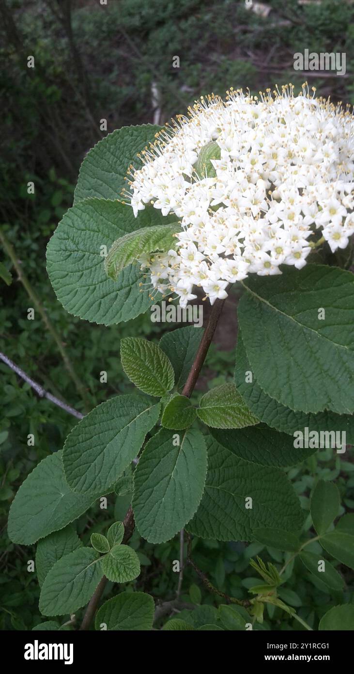 Wayfaring-tree (Viburnum lantana) Plantae Stock Photo - Alamy