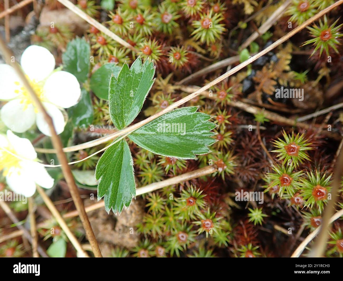 Virginia strawberry (Fragaria virginiana) Plantae Stock Photo - Alamy