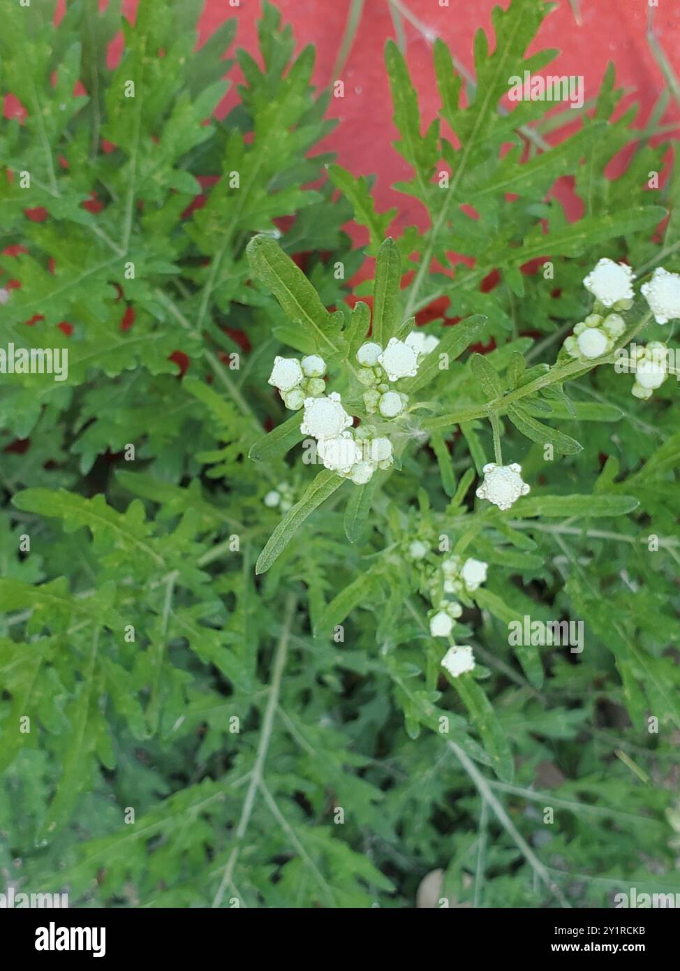 Santa Maria feverfew (Parthenium hysterophorus) Plantae Stock Photo - Alamy