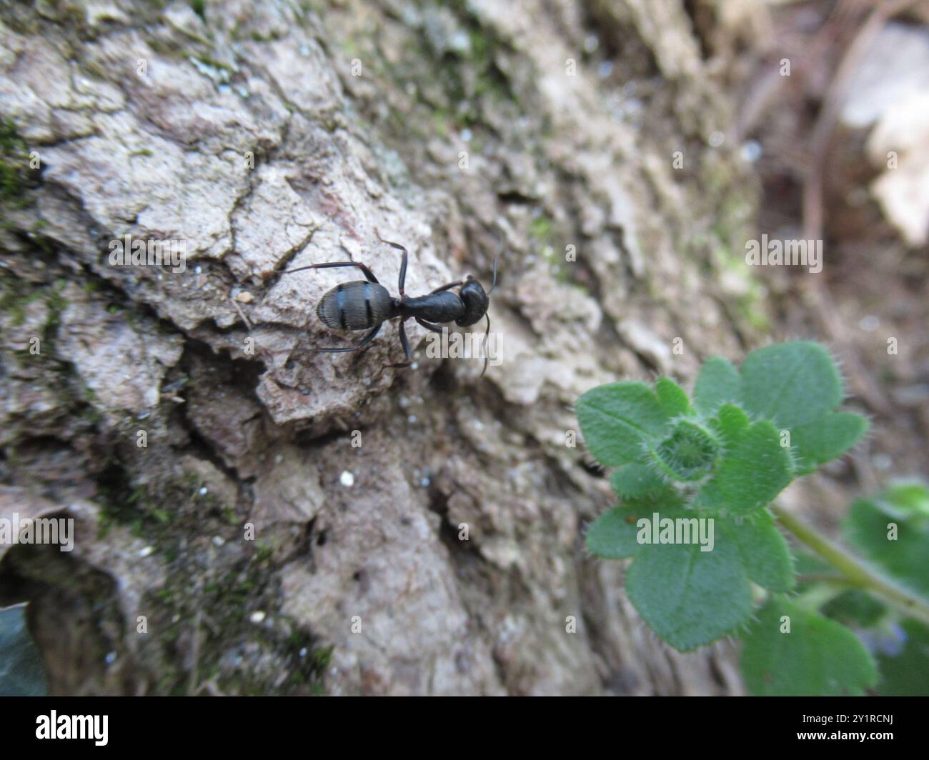 Eastern Black Carpenter Ant (Camponotus pennsylvanicus) Insecta Stock ...