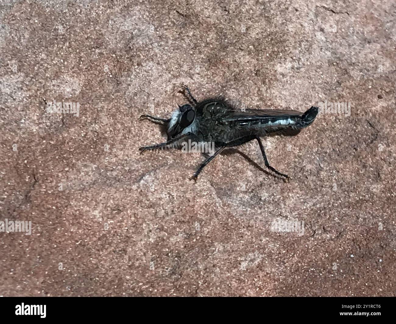 Hammertails (Efferia) Insecta Stock Photo - Alamy