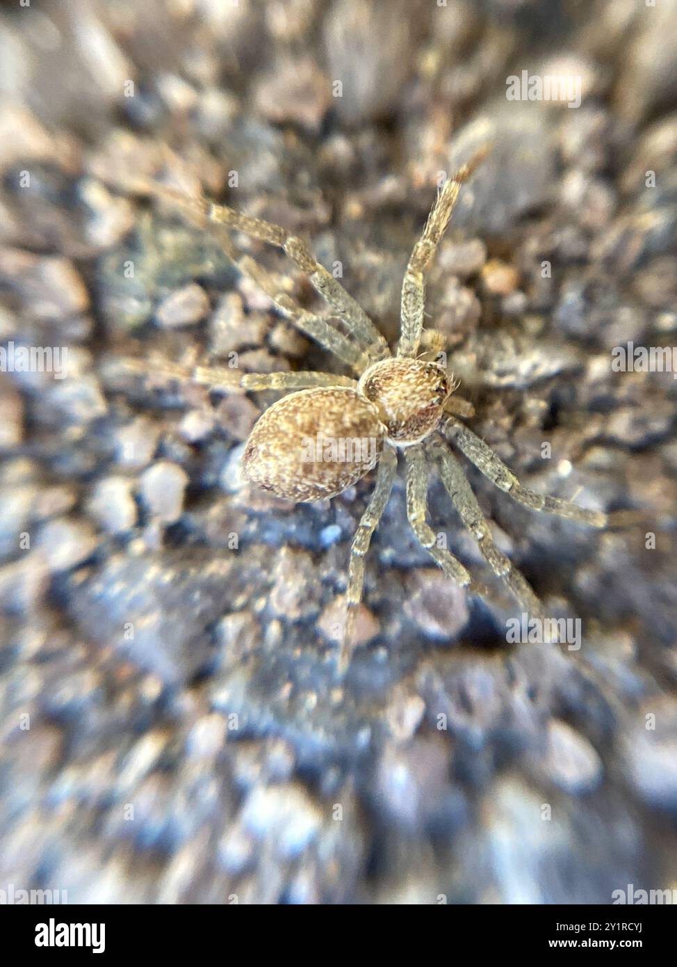 Running Crab Spiders (Philodromus) Arachnida Stock Photo - Alamy
