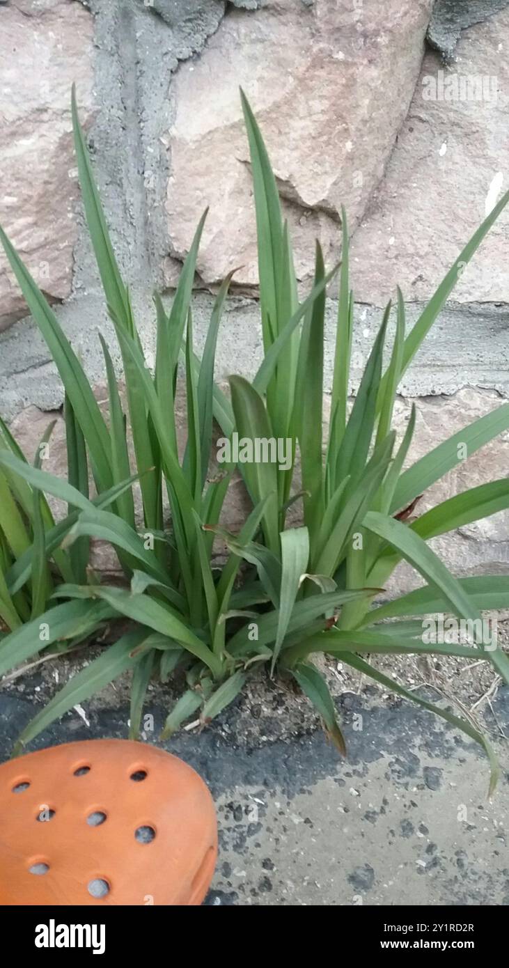 monocots (Liliopsida) Plantae Stock Photo - Alamy