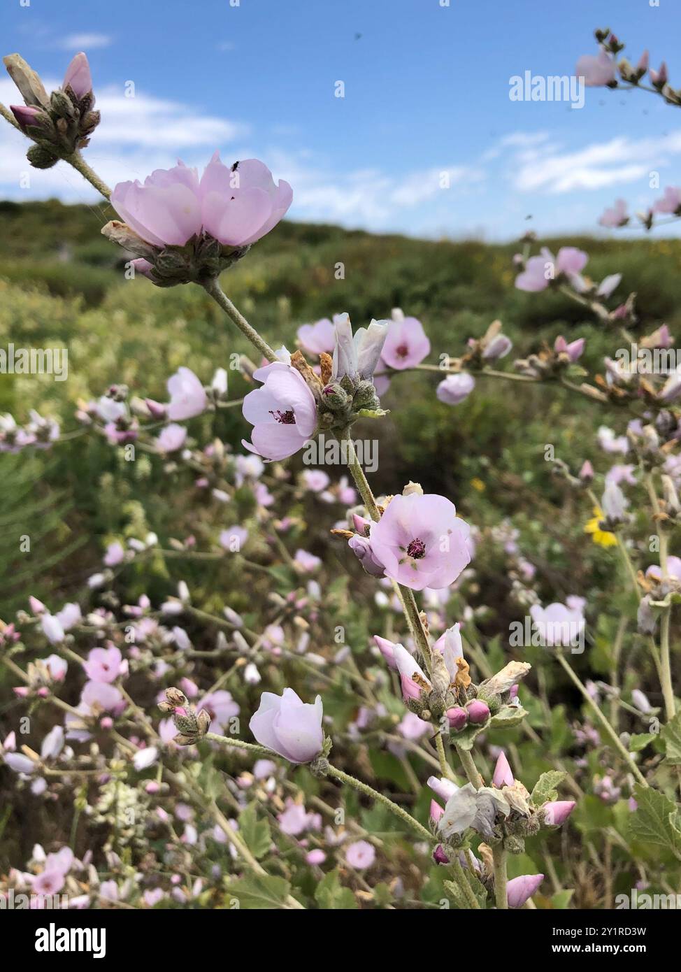 southern coastal bushmallow (Malacothamnus fasciculatus) Plantae Stock ...