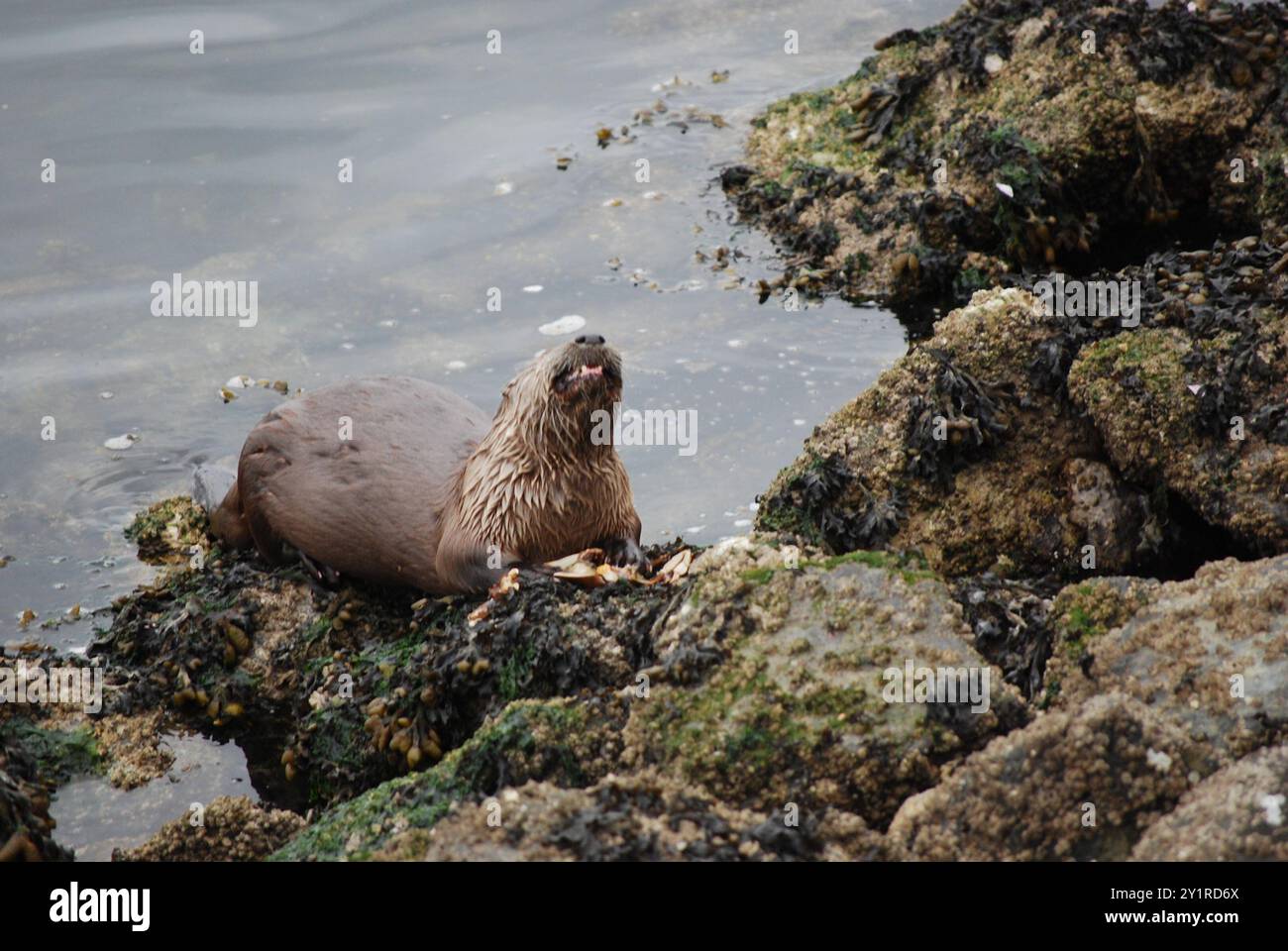 North American River Otter (Lontra canadensis) Mammalia Stock Photo - Alamy