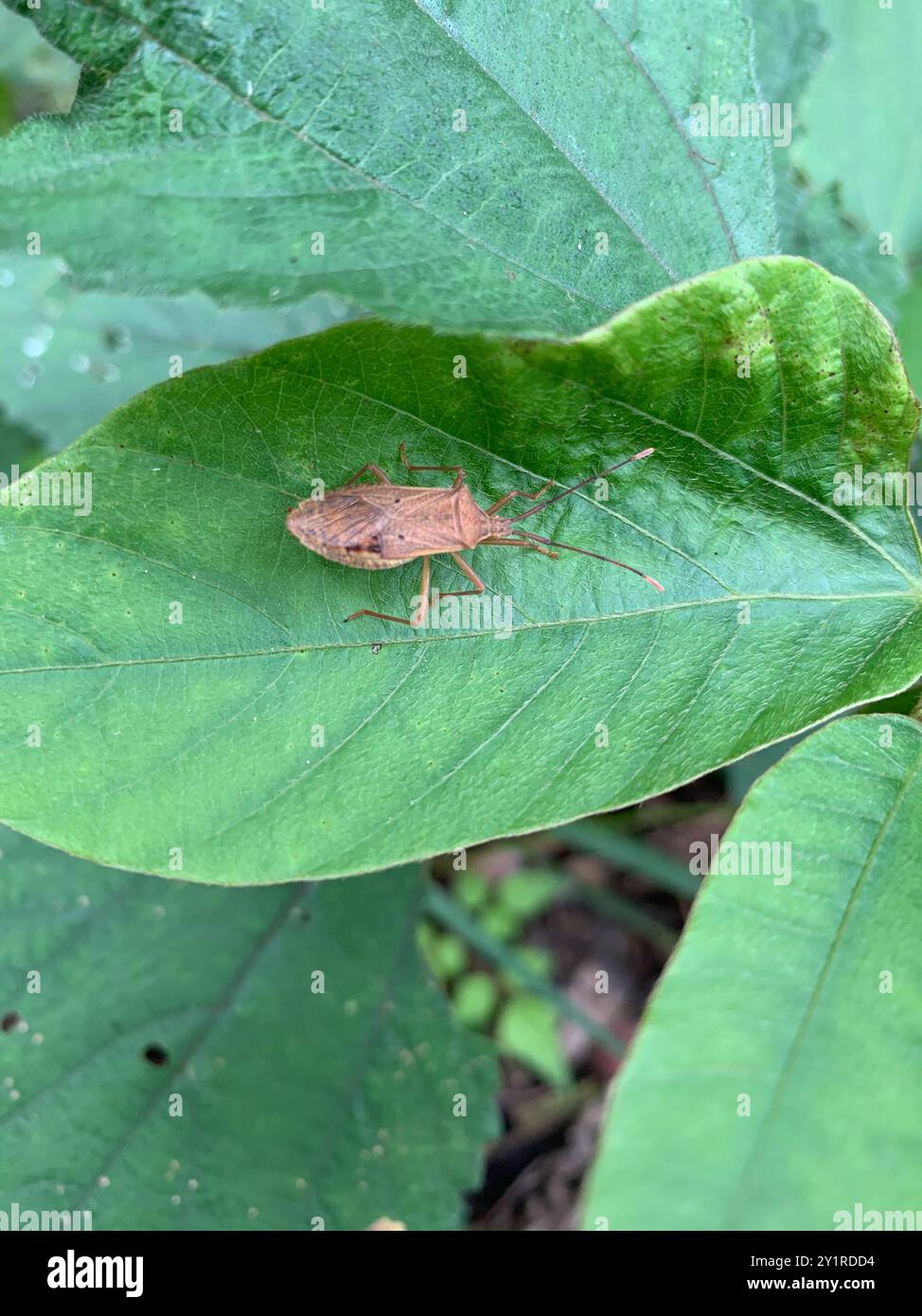 Unipunctatus hi-res stock photography and images - Alamy
