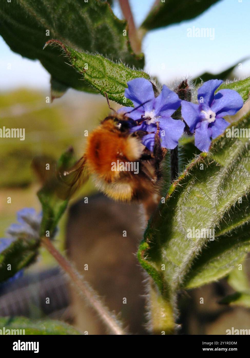 Common Carder Bumble Bee (Bombus pascuorum) Insecta Stock Photo - Alamy