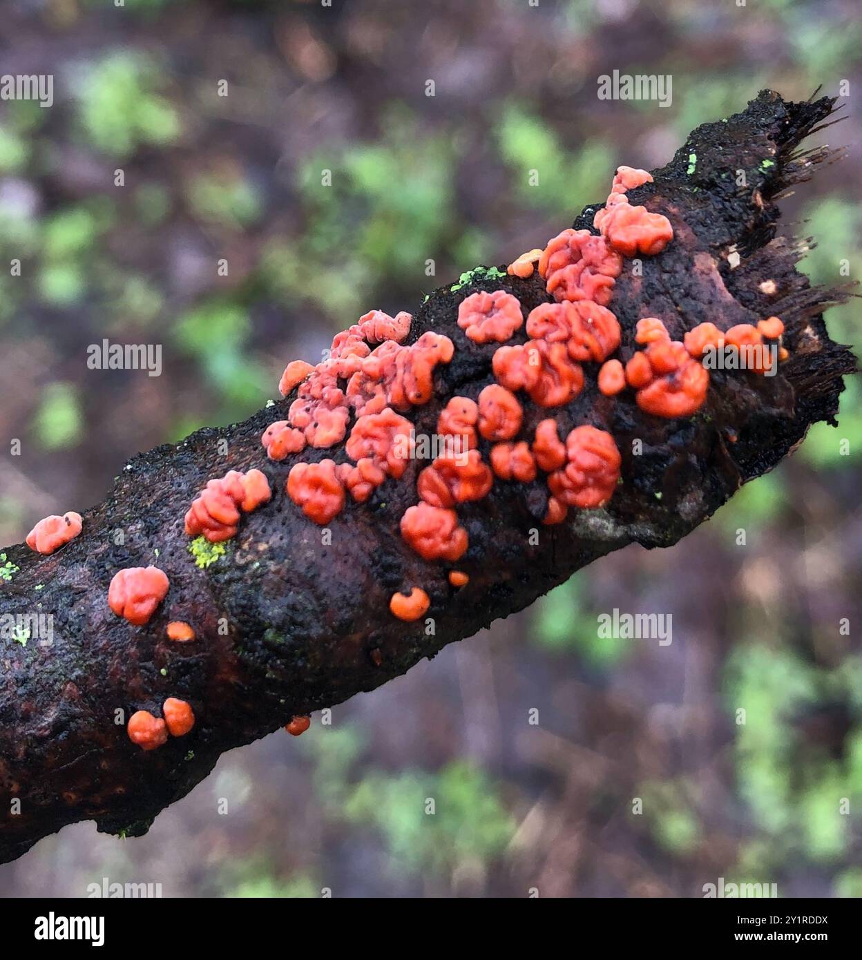 Red Tree Brain Fungus (Peniophora rufa) Fungi Stock Photo - Alamy