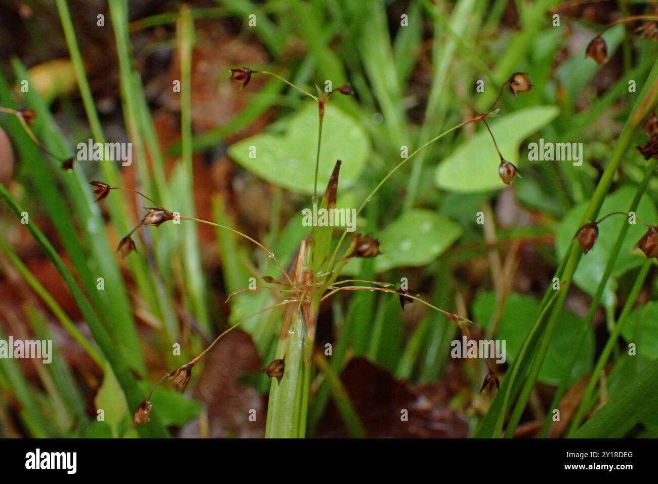 hairy woodrush (Luzula acuminata) Plantae Stock Photo - Alamy