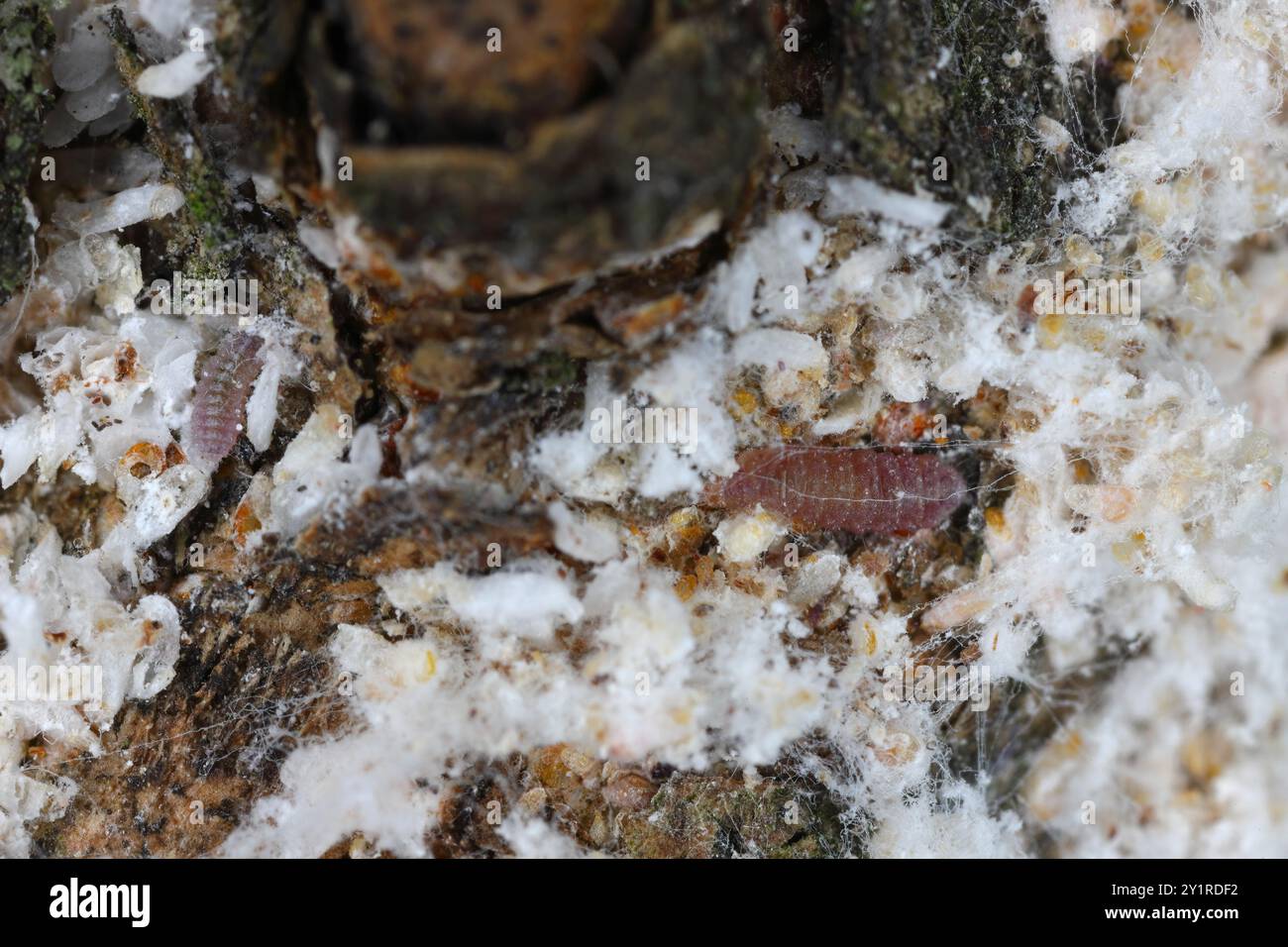 Microscopically sized larvae of predatory beetle Cybocephalus politus ...