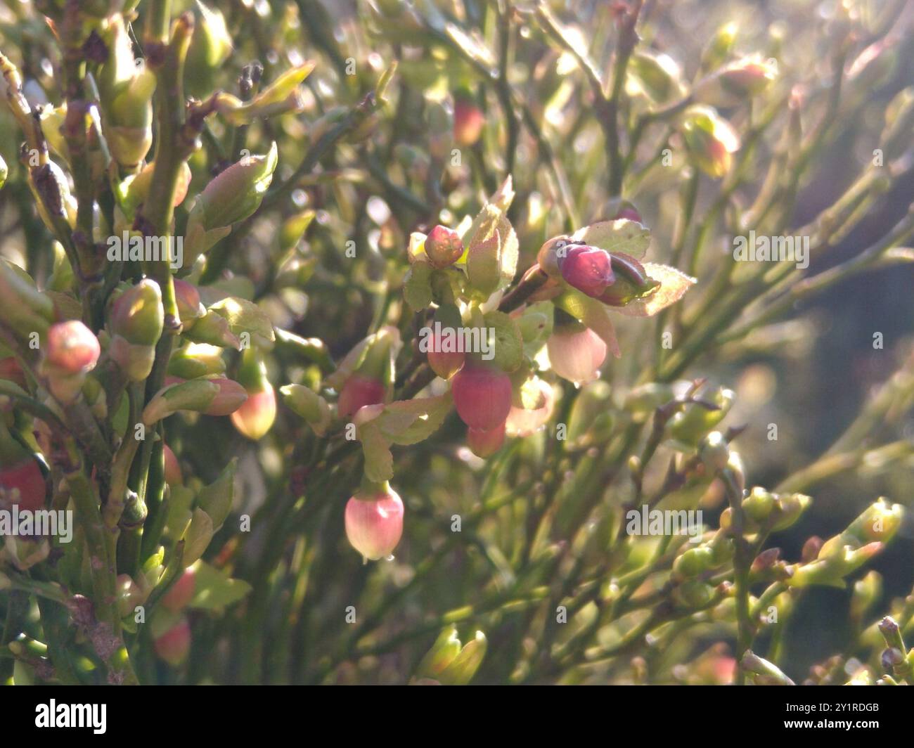 common bilberry (Vaccinium myrtillus) Plantae Stock Photo - Alamy