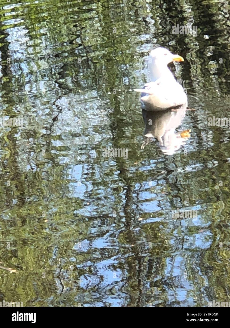 Olympic Gull (Larus glaucescens × occidentalis) Aves Stock Photo - Alamy