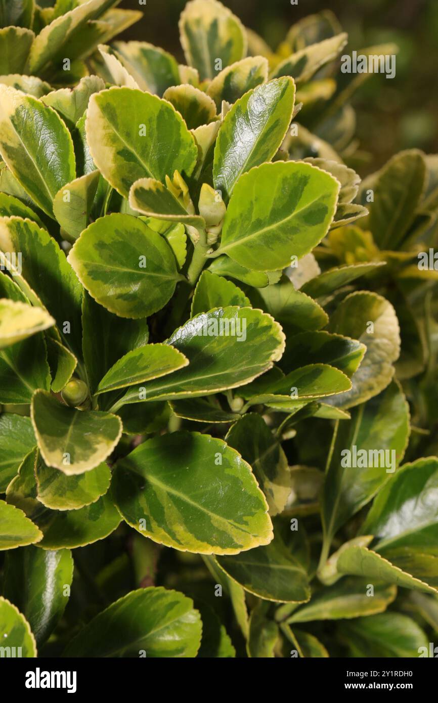 Japanese spindle tree (Euonymus japonicus) Plantae Stock Photo - Alamy