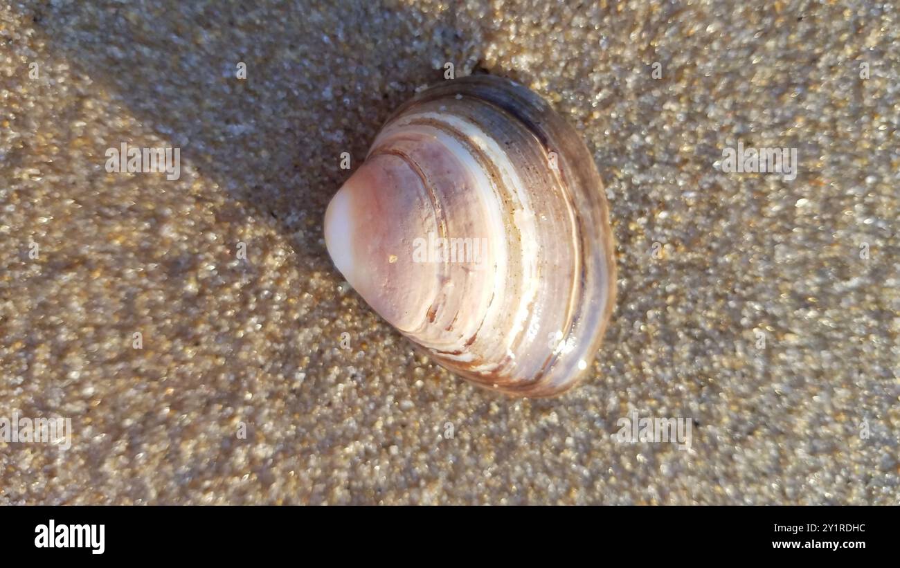 Atlantic Rangia (Rangia cuneata) Mollusca Stock Photo - Alamy