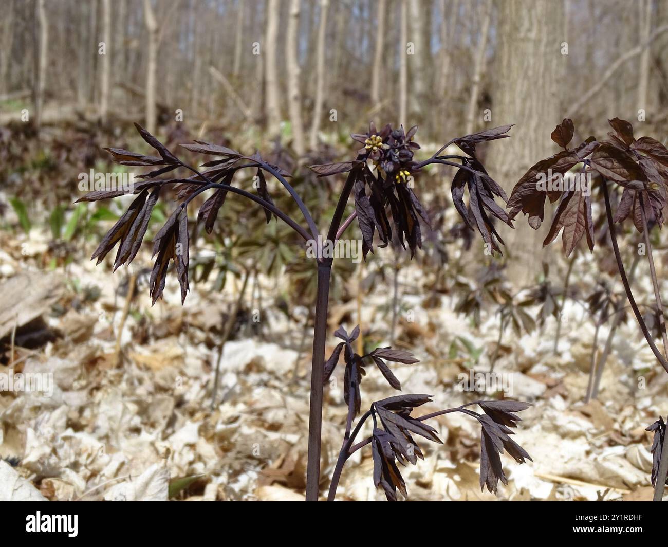 early blue cohosh (Caulophyllum giganteum) Plantae Stock Photo - Alamy