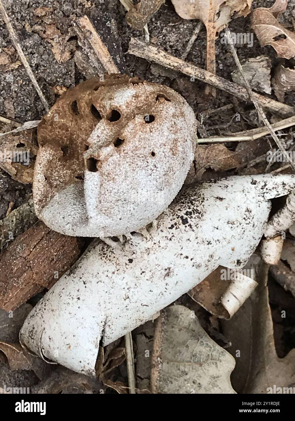 Pepperpots (Myriostoma) Fungi Stock Photo - Alamy