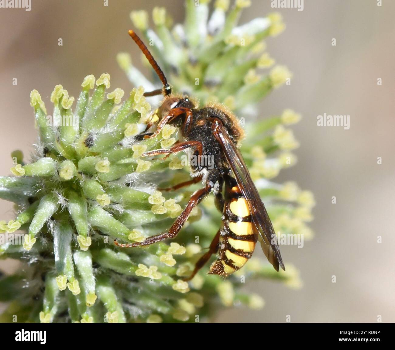 Nomad Bees (Nomada) Insecta Stock Photo - Alamy