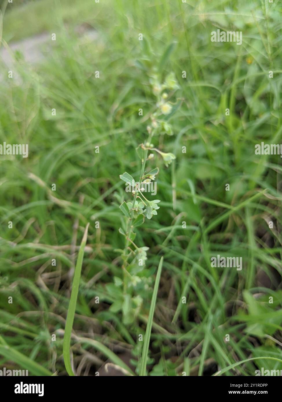 Smartweed Leafflower (Phyllanthus polygonoides) Plantae Stock Photo - Alamy