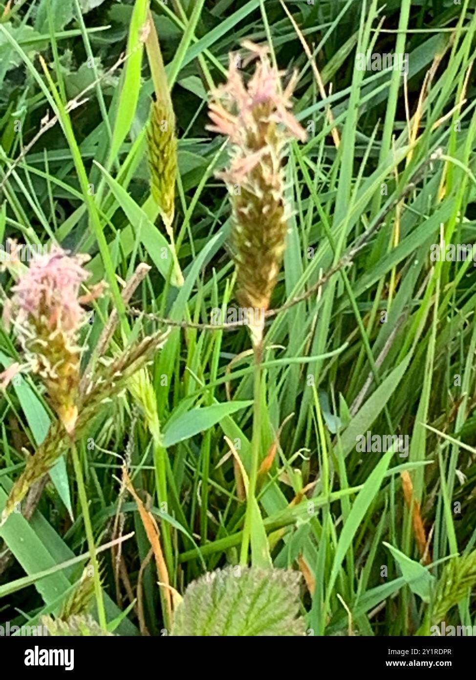 sweet vernal grass (Anthoxanthum odoratum) Plantae Stock Photo - Alamy