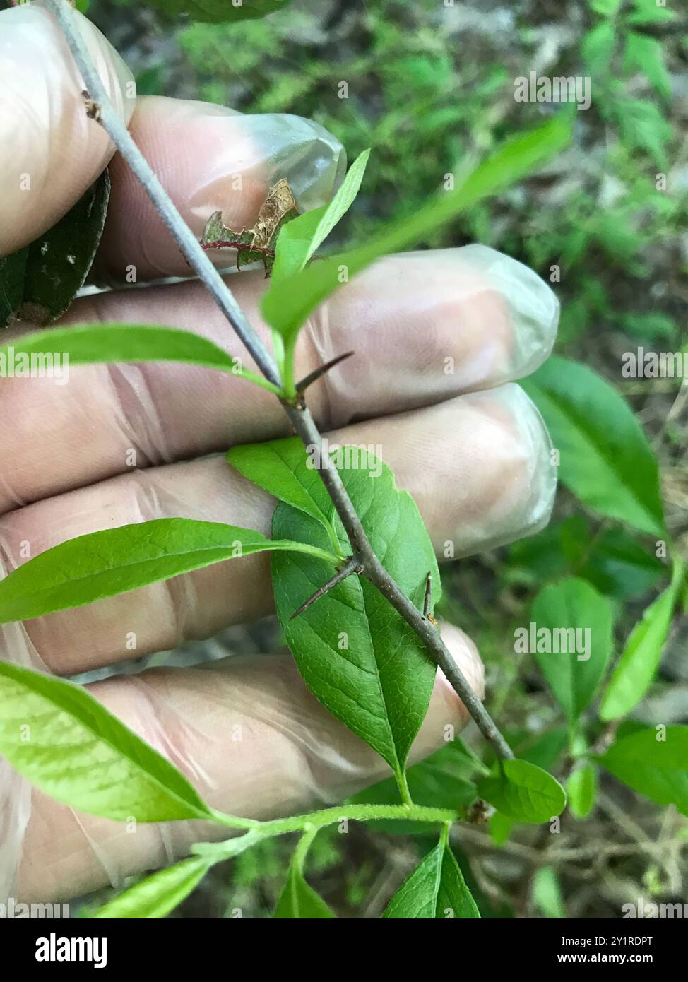 Gum bumelia (Sideroxylon lanuginosum) Plantae Stock Photo - Alamy