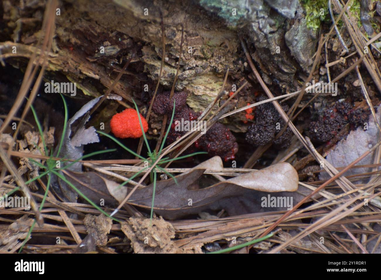 Red Raspberry Slime Mold (Tubifera ferruginosa) Protozoa Stock Photo ...