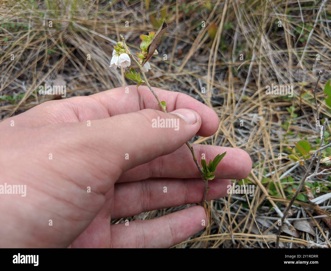 dwarf huckleberry (Gaylussacia dumosa) Plantae Stock Photo - Alamy