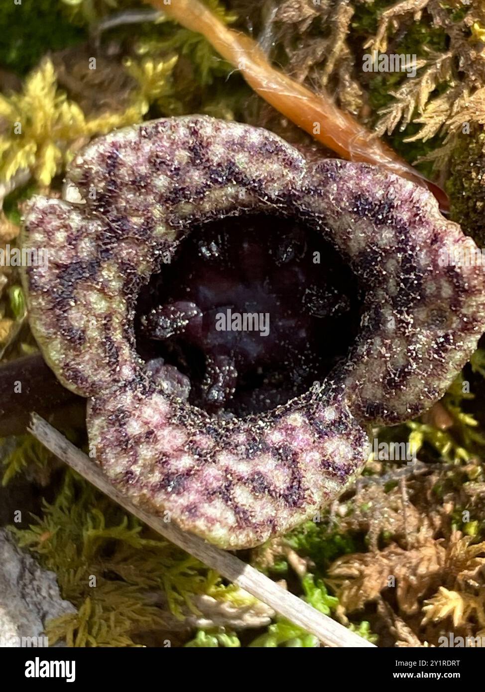 little heartleaf (Asarum minus) Plantae Stock Photo - Alamy