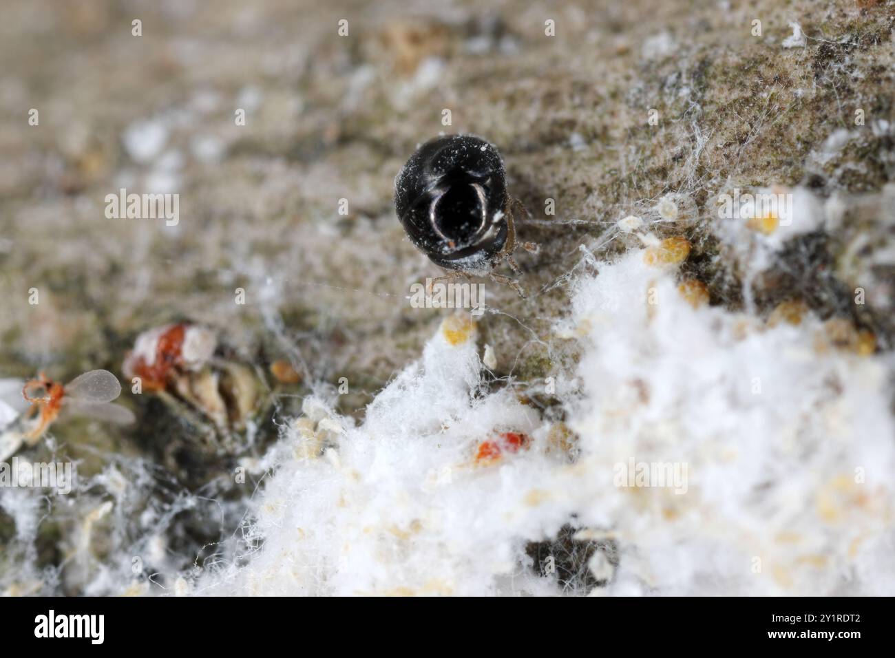 Microscopically sized predatory beetle Cybocephalus politus in colony ...