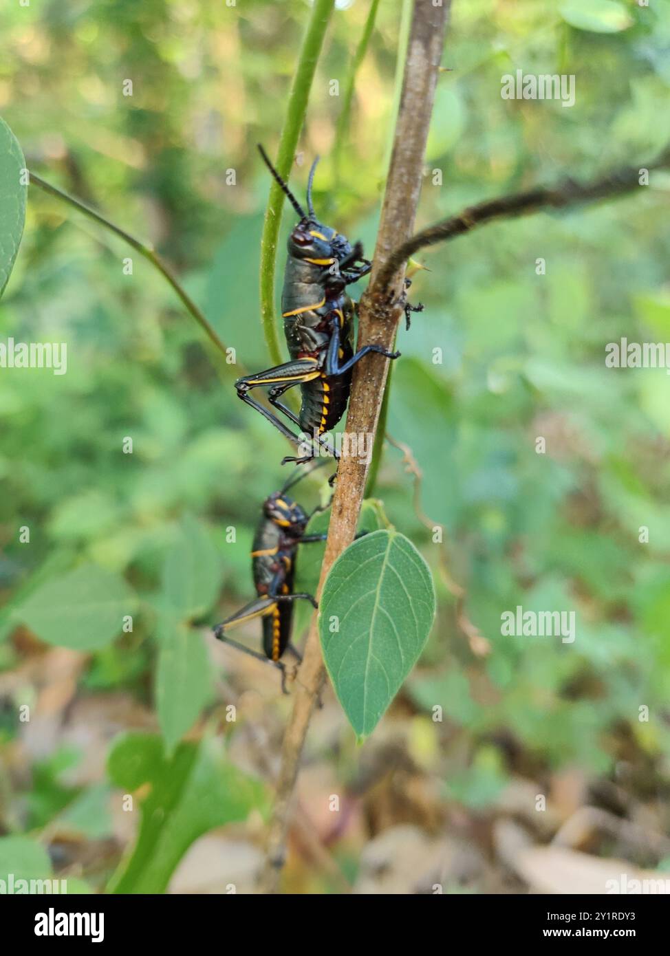 Eastern Lubber Grasshopper (Romalea microptera) Insecta Stock Photo - Alamy