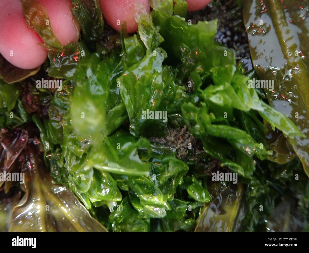 Broadleaf Sea Lettuce (Ulva lactuca) Plantae Stock Photo - Alamy