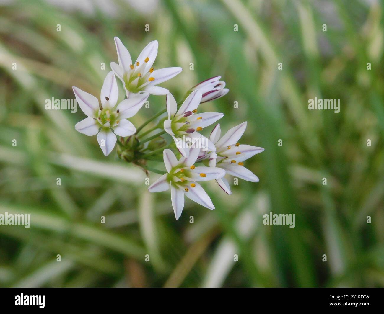 Onion Weed (Nothoscordum gracile) Plantae Stock Photo - Alamy