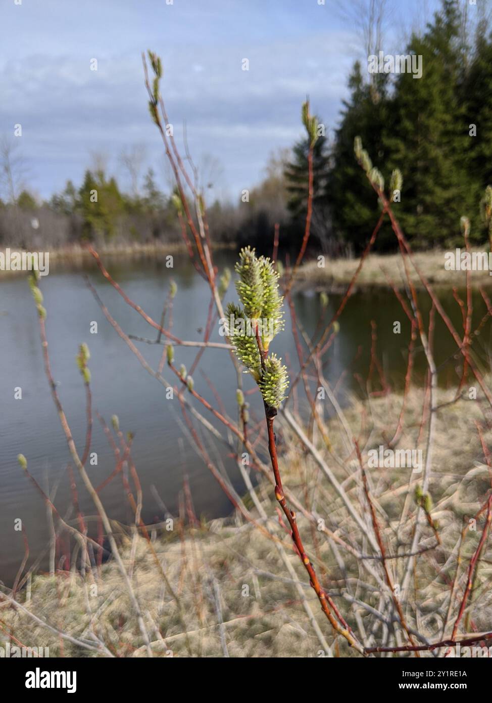 interior sandbar willow (Salix interior) Plantae Stock Photo - Alamy