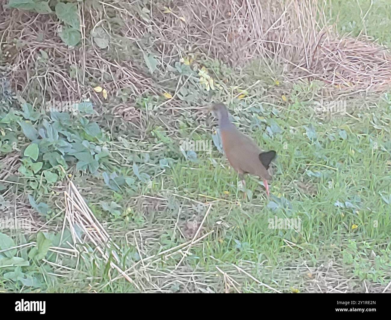 Giant Wood-Rail (Aramides ypecaha) Aves Stock Photo - Alamy