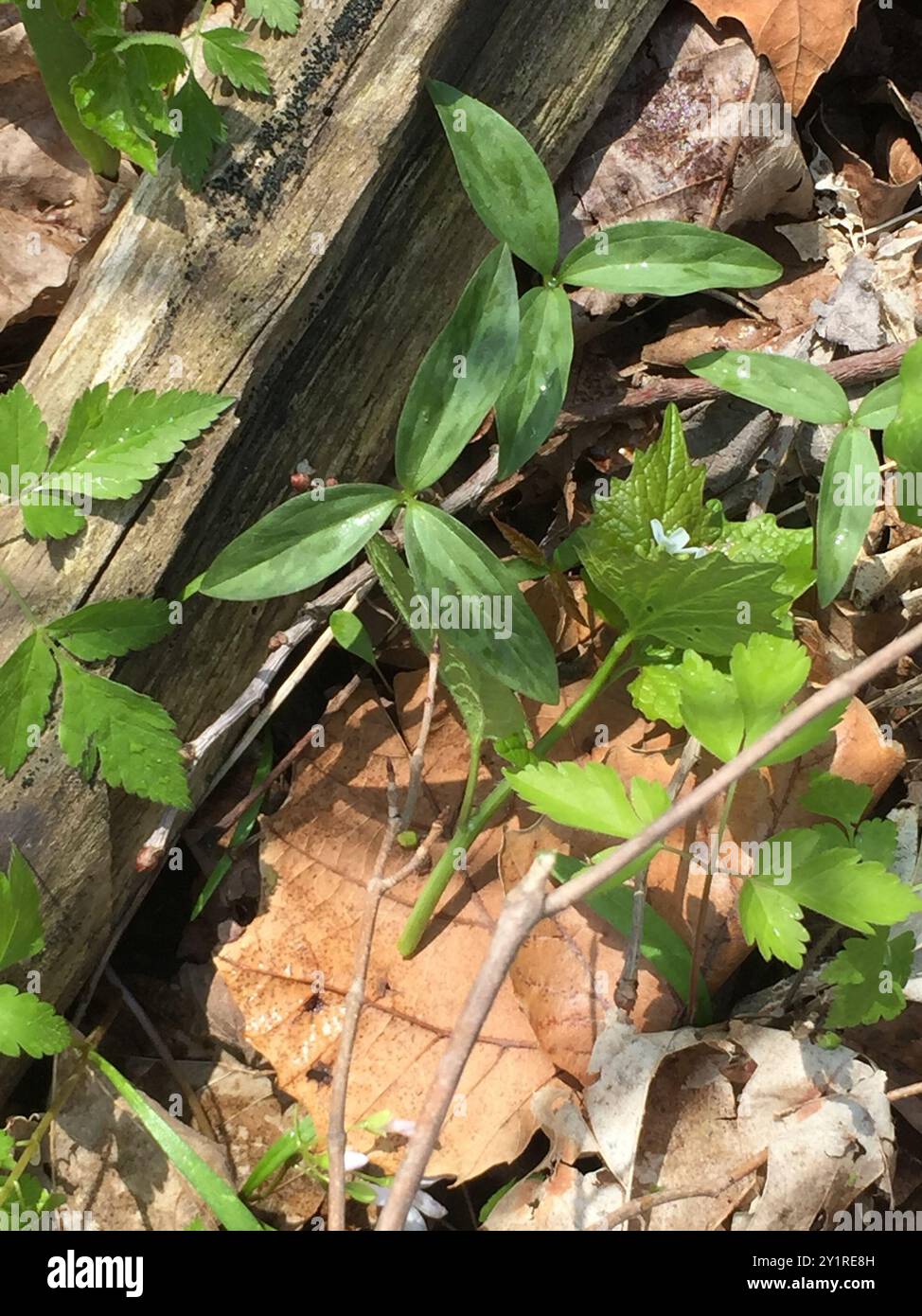 prairie trillium (Trillium recurvatum) Plantae Stock Photo - Alamy