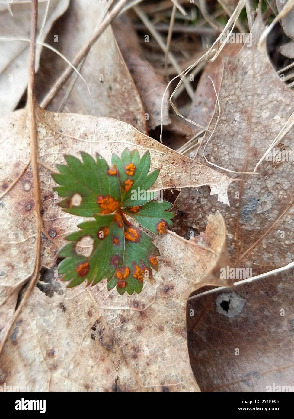 rust fungi (Pucciniales) Fungi Stock Photo - Alamy