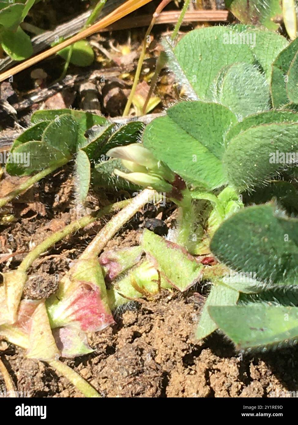 Subterranean Clover (Trifolium subterraneum) Plantae Stock Photo - Alamy