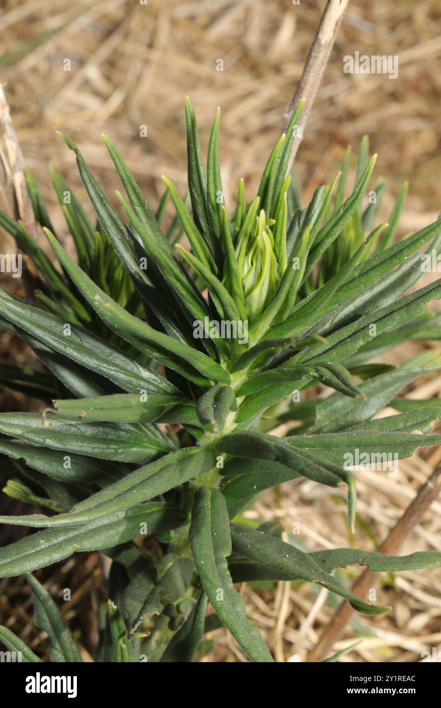 Common Gromwell (Lithospermum officinale) Plantae Stock Photo - Alamy