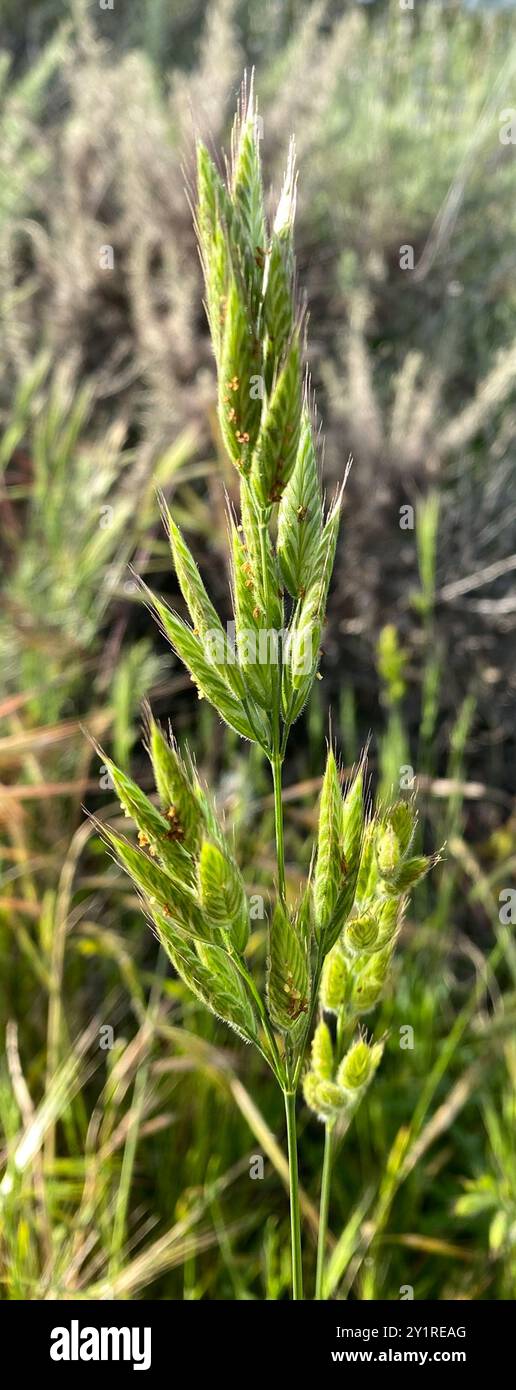 common soft brome (Bromus hordeaceus) Plantae Stock Photo - Alamy