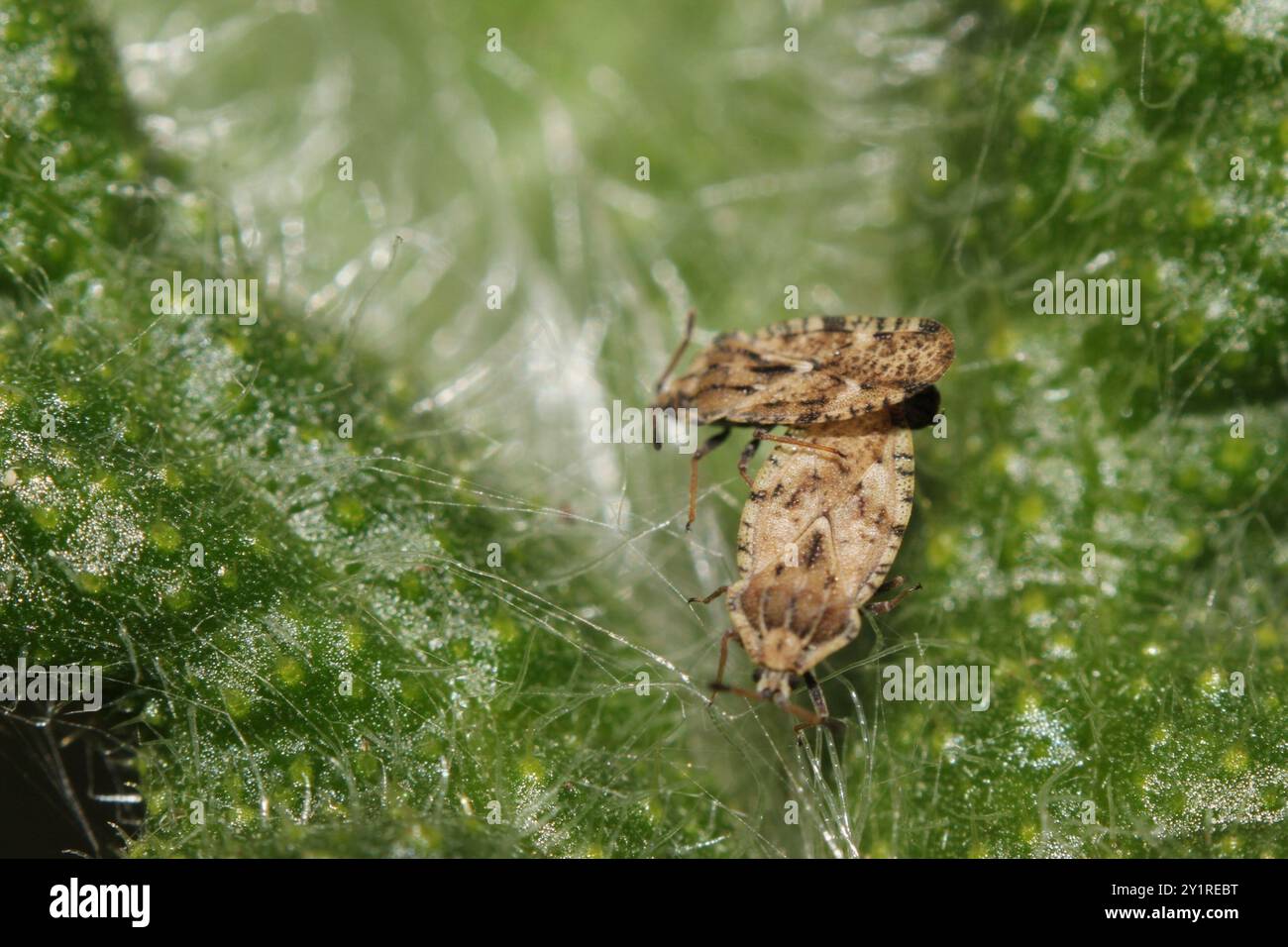 Spear Thistle Lacebug (Tingis cardui) Insecta Stock Photo - Alamy