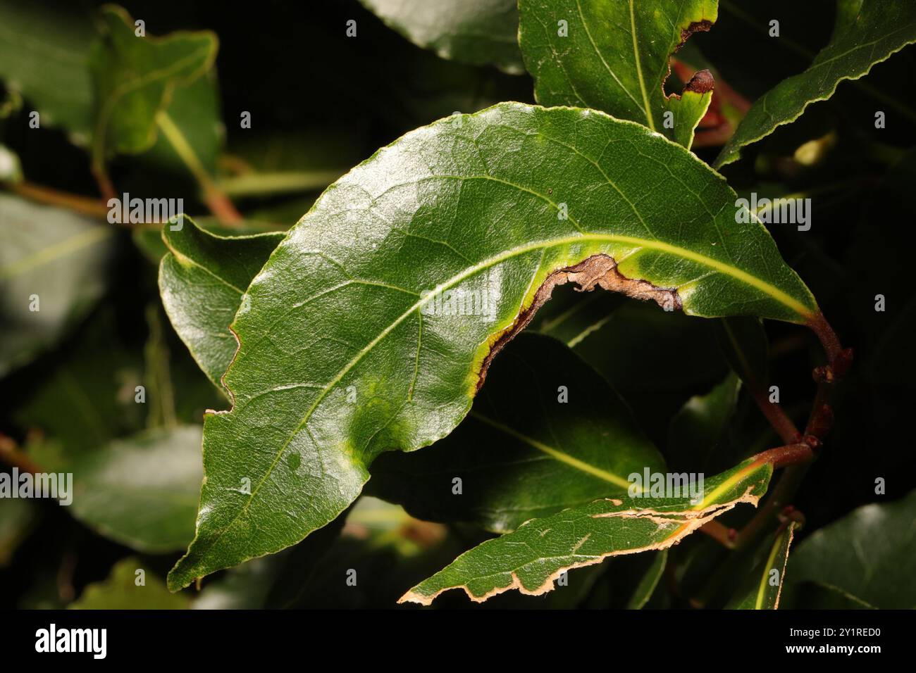 Bay Sucker (Lauritrioza alacris) Insecta Stock Photo - Alamy