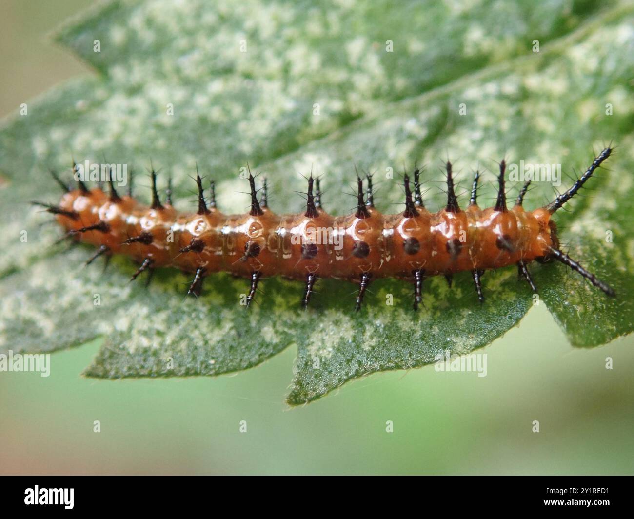Mexican Fritillary (Euptoieta hegesia) Insecta Stock Photo - Alamy