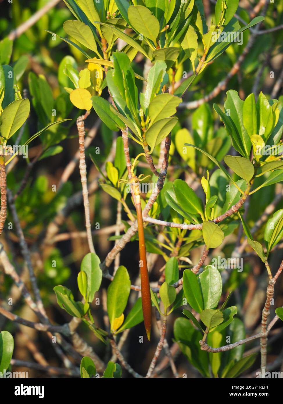 (Kandelia obovata) Plantae Stock Photo - Alamy
