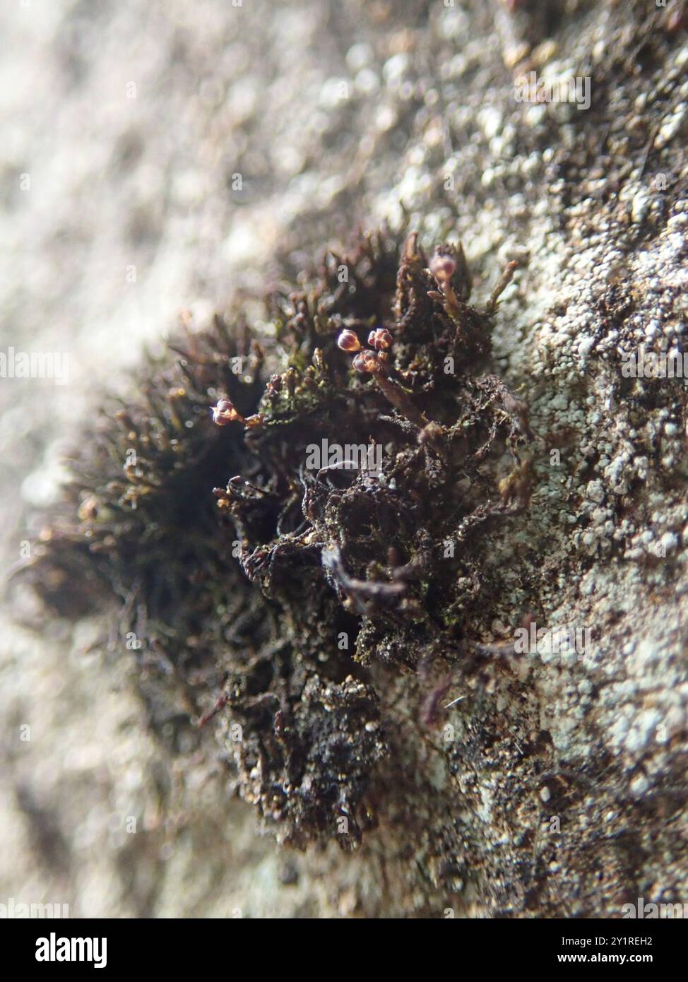 Black Rock Moss (Andreaea rupestris) Plantae Stock Photo - Alamy