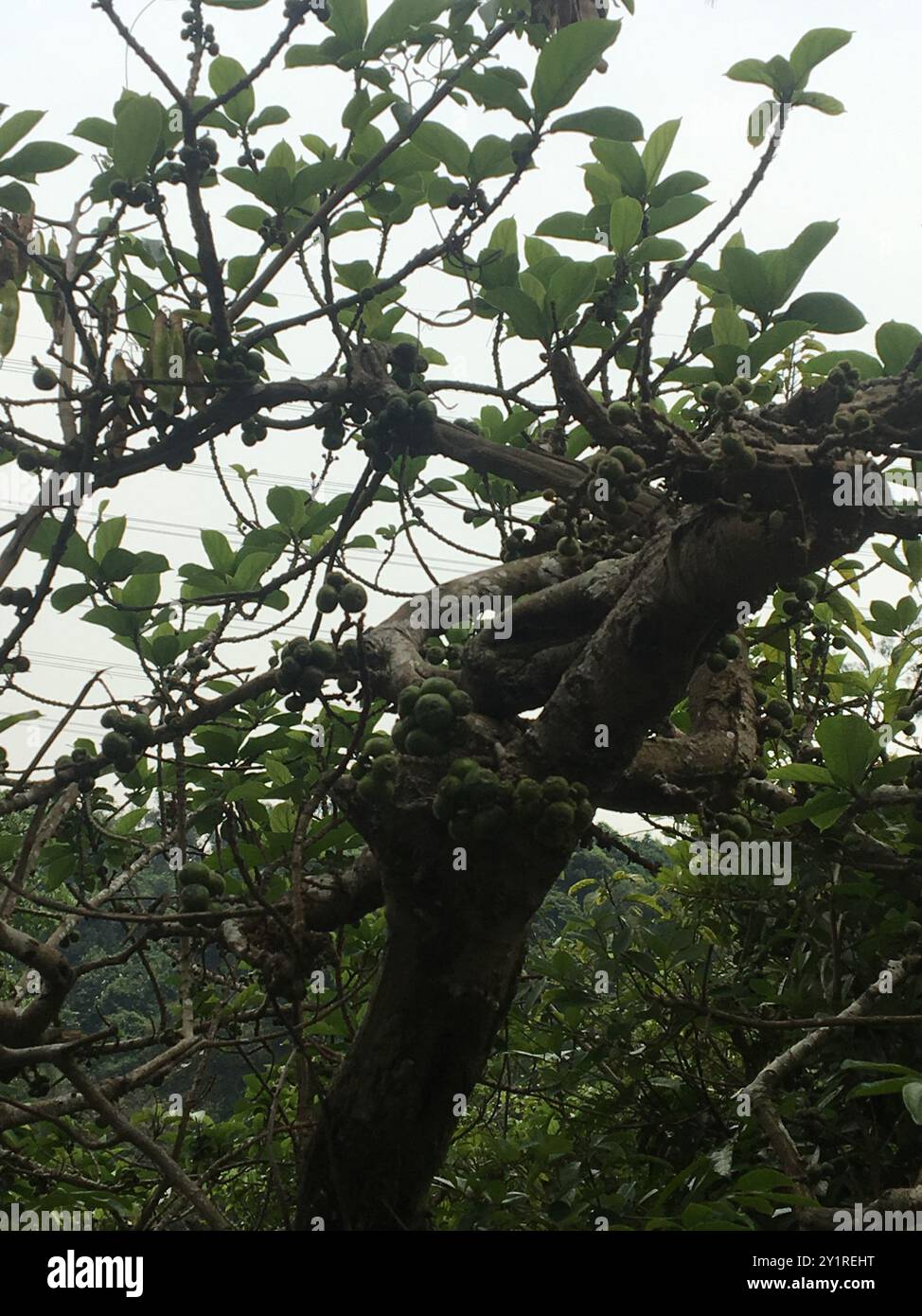 Common yellow-stem fig (Ficus fistulosa) Plantae Stock Photo - Alamy
