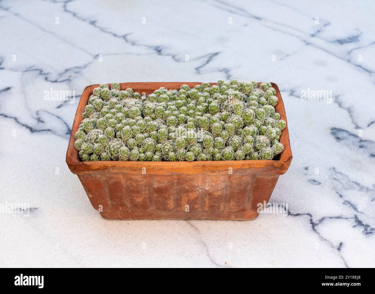 Mammillaria gracilis fragilis also known as thimble cactus in a clay ...