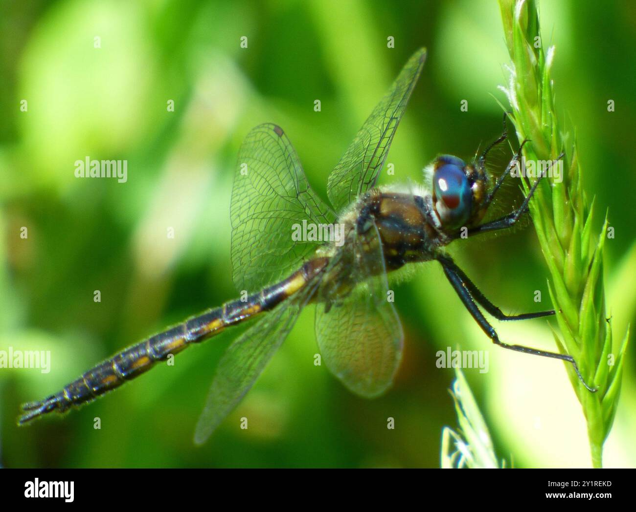 Common Baskettail (Epitheca cynosura) Insecta Stock Photo - Alamy