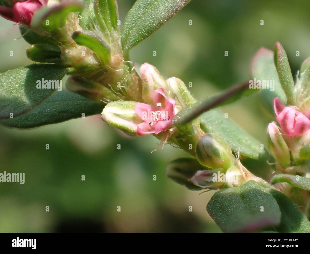 Small Knotweed (Polygonum plebeium) Plantae Stock Photo - Alamy