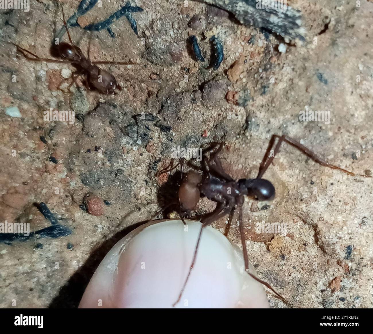 Atta Leaf-cutter Ants (Atta) Insecta Stock Photo - Alamy