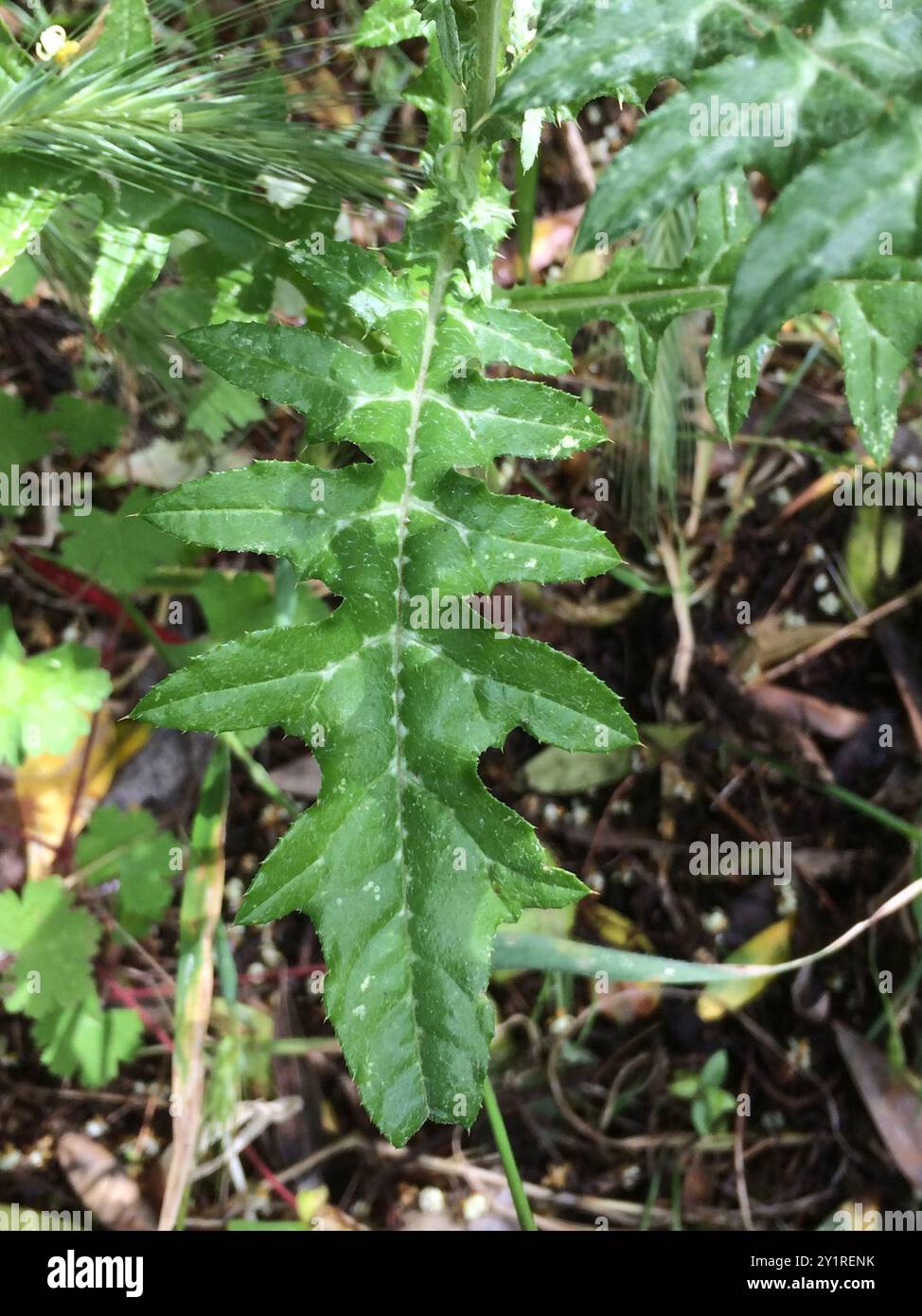 Boar Thistle (Galactites tomentosus) Plantae Stock Photo - Alamy